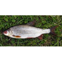 Frozen Fish Pike Dead baits - Willow Grange Tackle & Bait