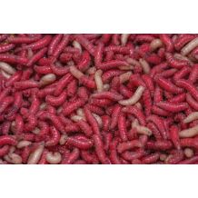 Maggots, Casters, Pinkies & Squat - Willow Grange Tackle & Bait