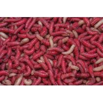 Maggots, Casters, Pinkies & Squat - Willow Grange Tackle & Bait