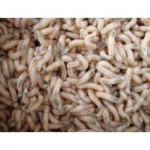 Maggots, Casters, Pinkies & Squat - Willow Grange Tackle & Bait