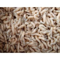 Maggots, Casters, Pinkies & Squat - Willow Grange Tackle & Bait