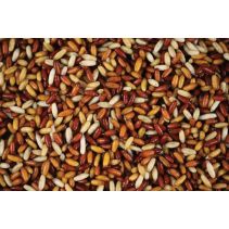 Maggots, Casters, Pinkies & Squat - Willow Grange Tackle & Bait